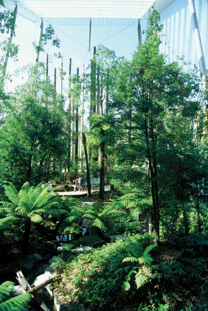 Forest Gallery | TCL